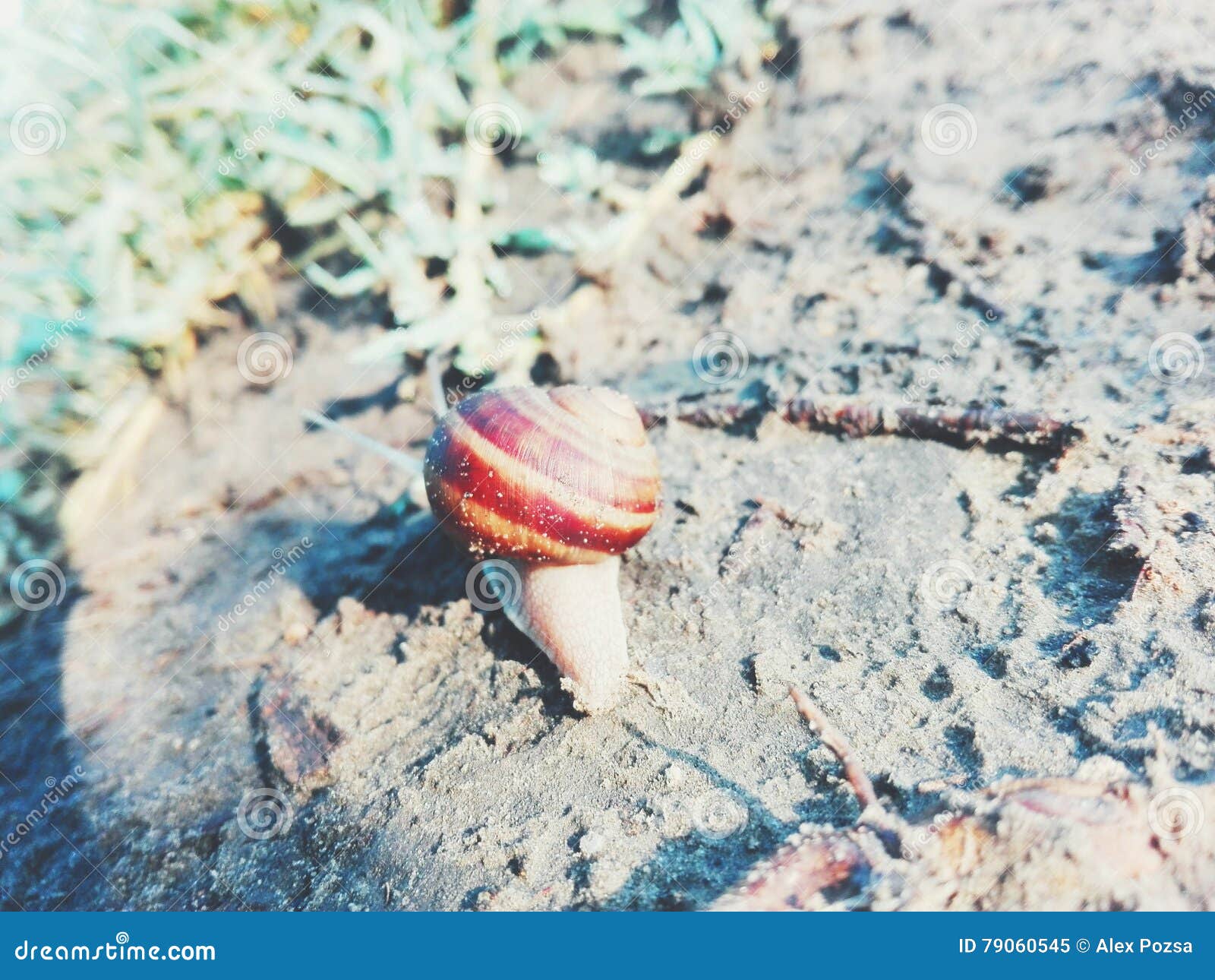 Path of the snail stock image. Image of nature, path - 79060545
