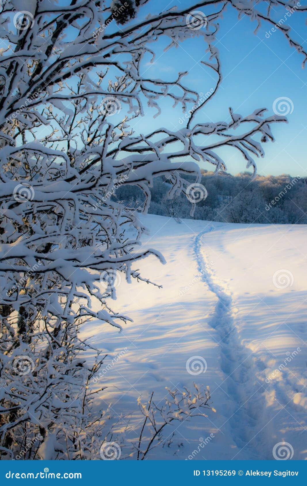 Path in snow. stock image. Image of snow, branch, peaceful - 13195269