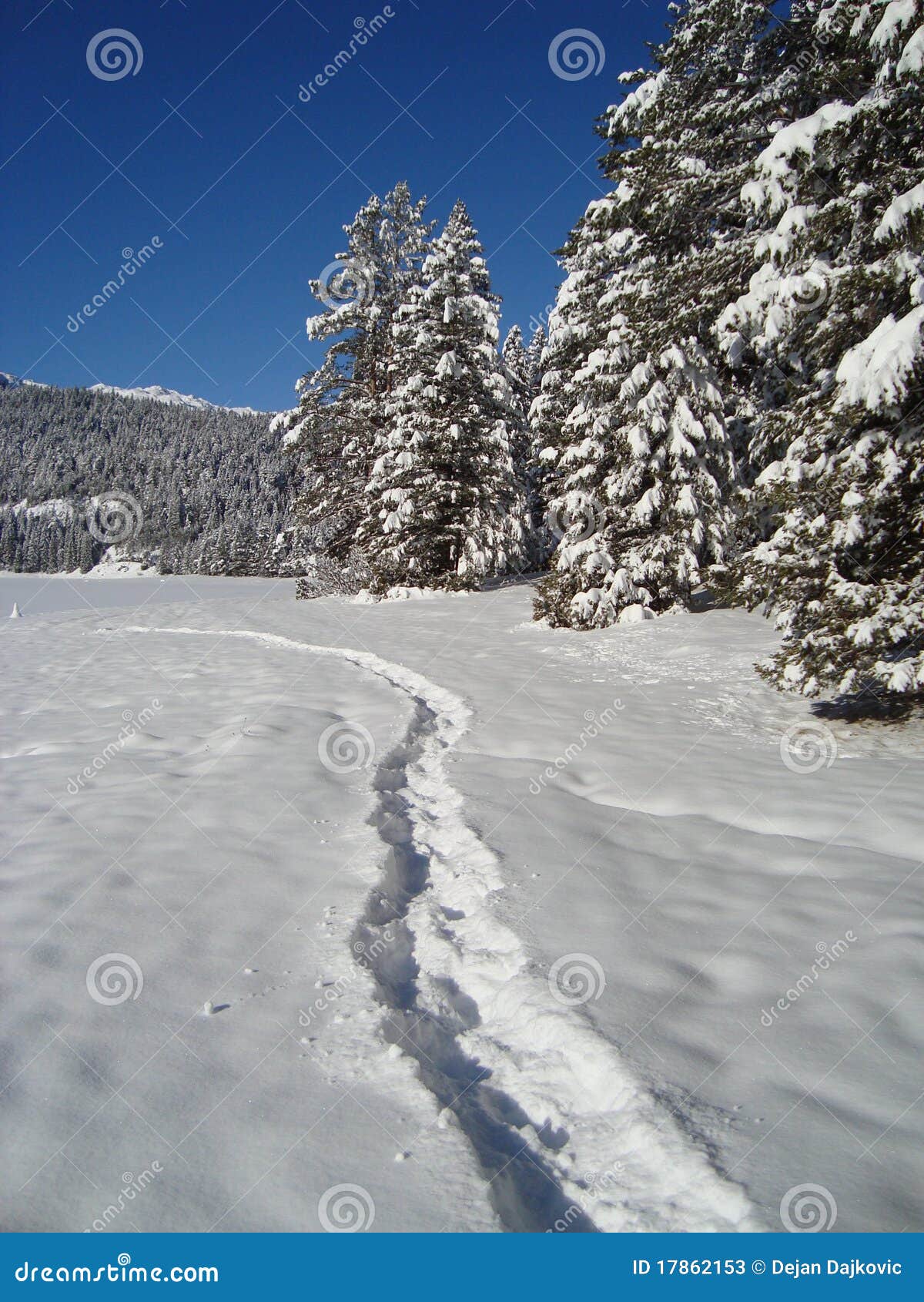Path in the Snow stock image. Image of trees, coldness - 17862153
