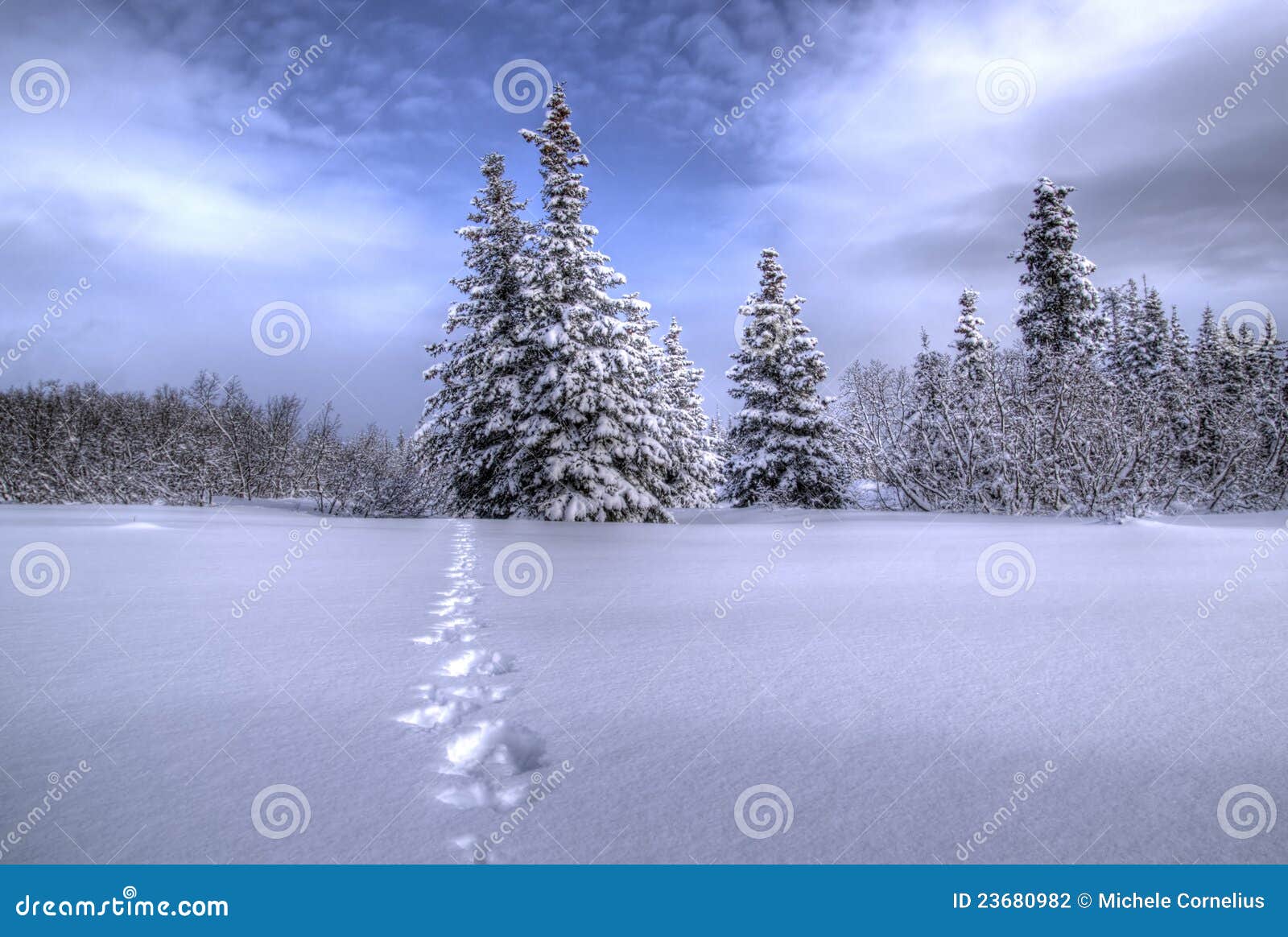 Path through the snow stock photo. Image of white, nature - 23680982