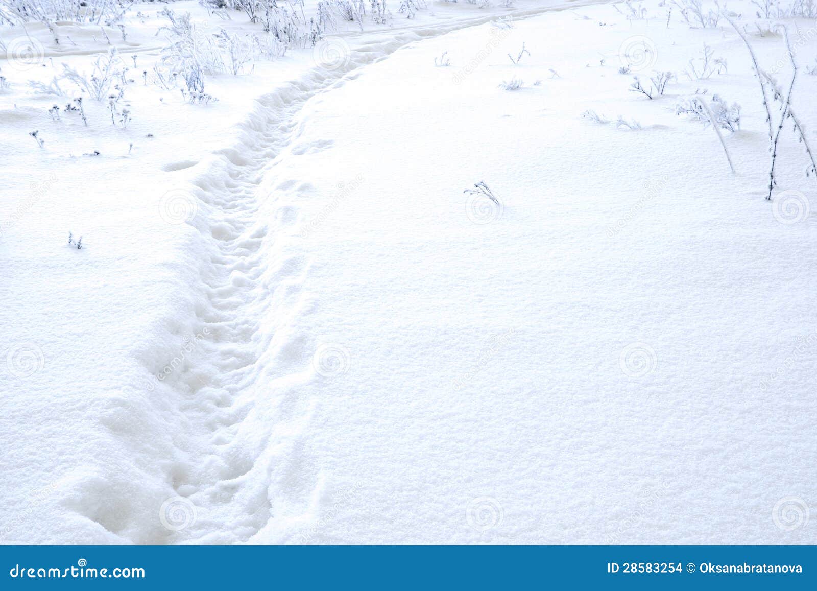 Path in the snow stock photo. Image of season, nature - 28583254