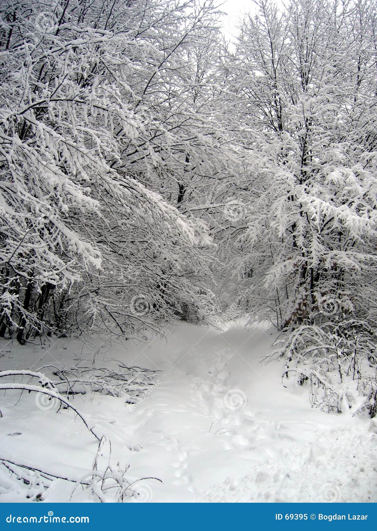 Path in snow stock image. Image of tree, january, steps - 69395