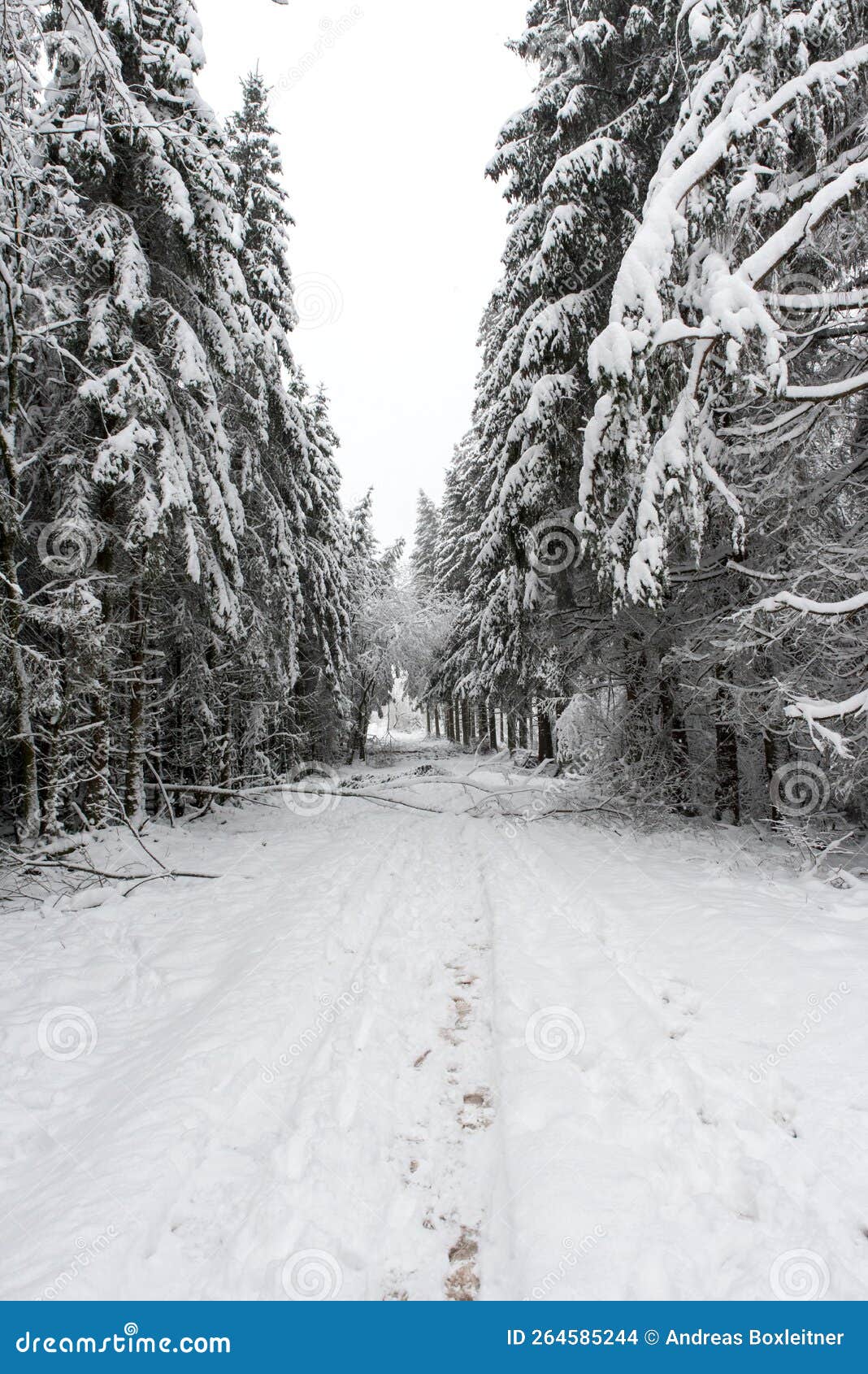Path through Snow Covered Fir Stock Photo - Image of pathway, scene ...