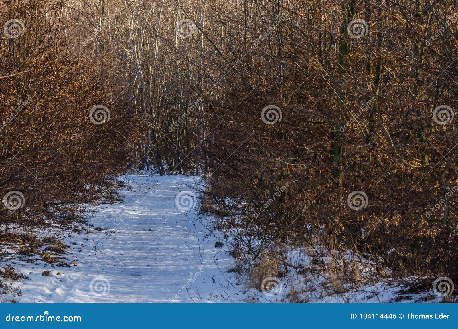Path with Snow in the Forest Stock Photo - Image of mountain, greeting ...
