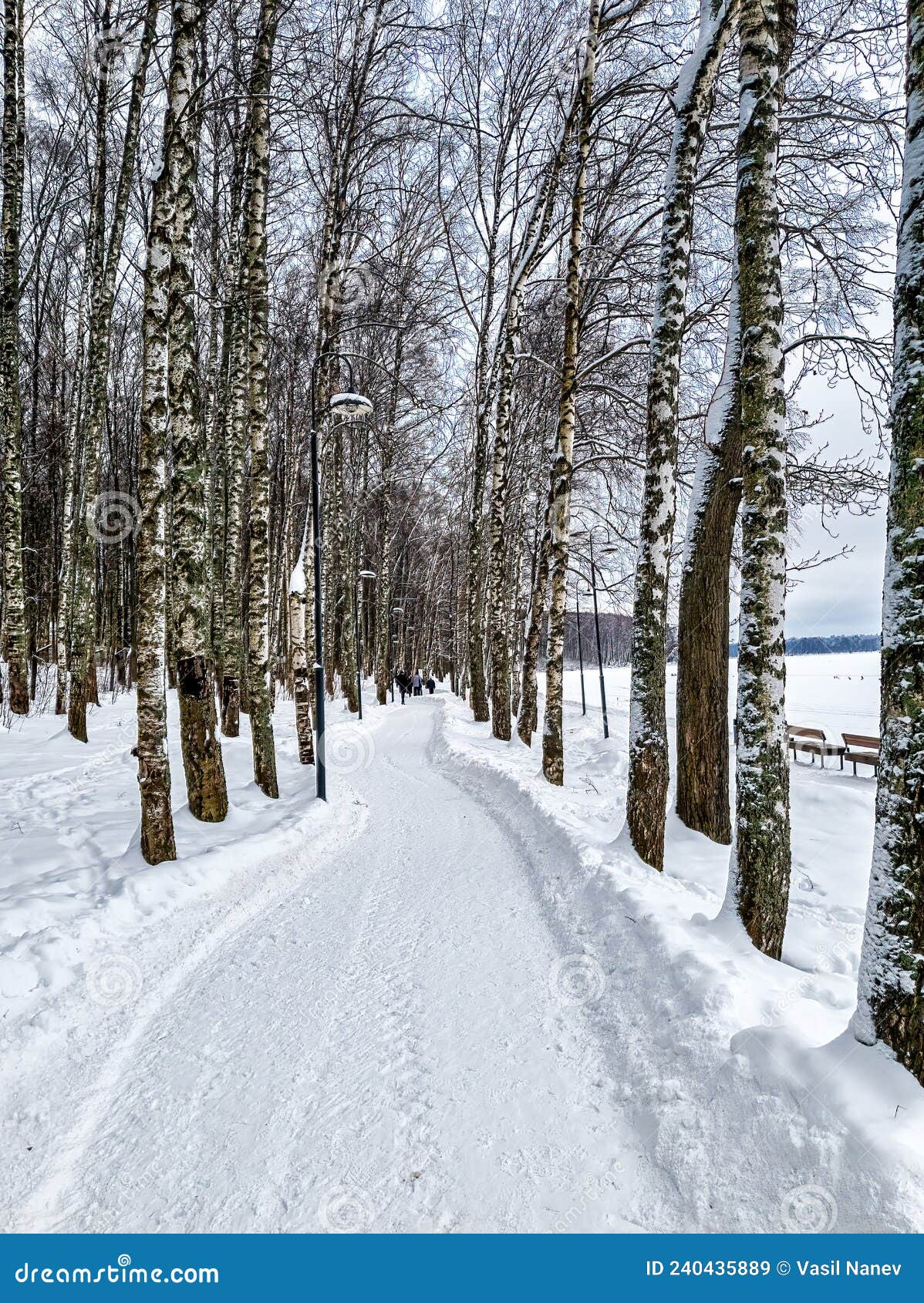 Path in the Snow in the Forest Stock Image - Image of forest, rusia ...
