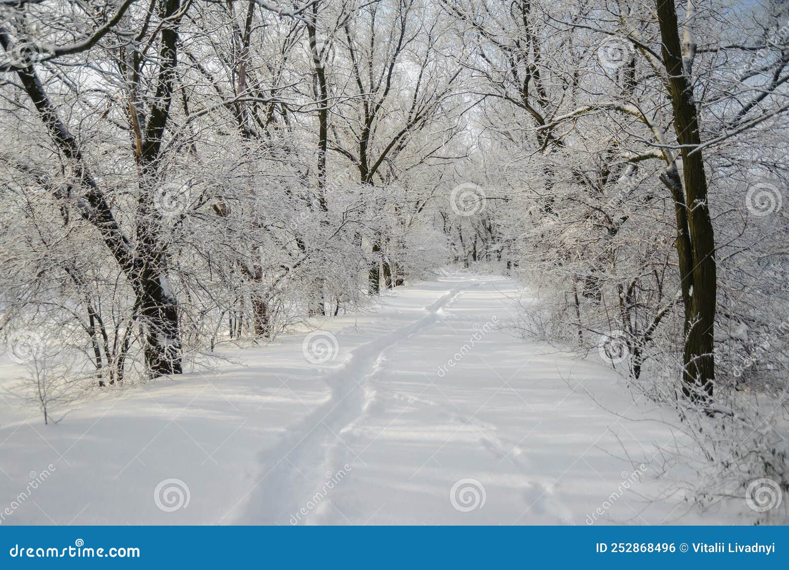 A path in the snow stock photo. Image of pattern, beautiful - 252868496