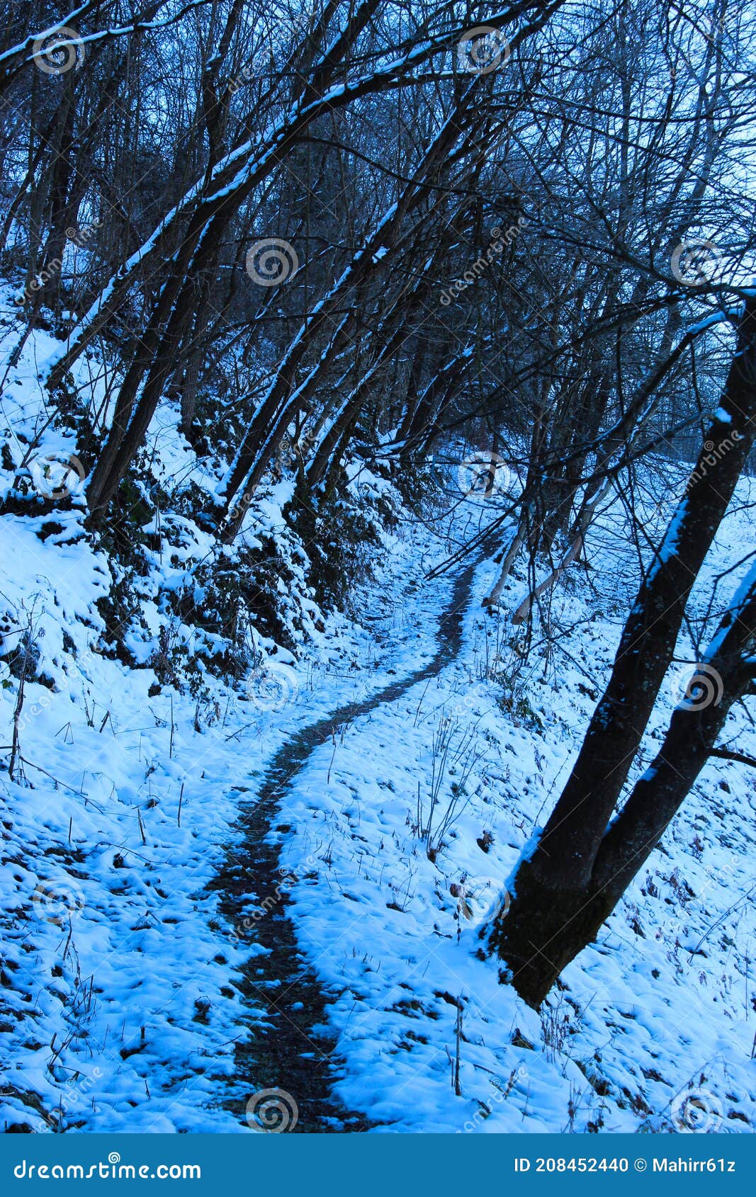A Path through the Snow into the Woods. Walking Path through the Snow ...
