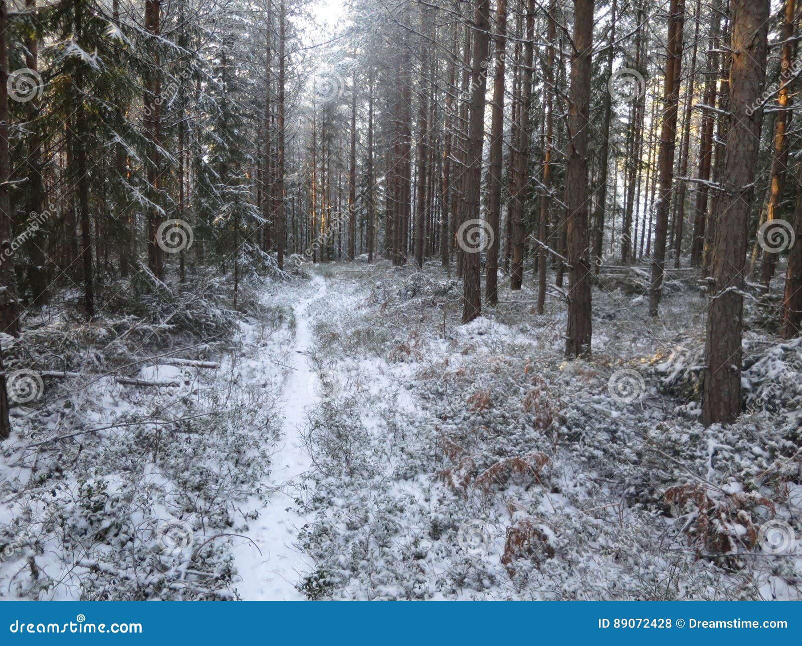 Path in snowy forest stock photo. Image of hike, trees - 89072428
