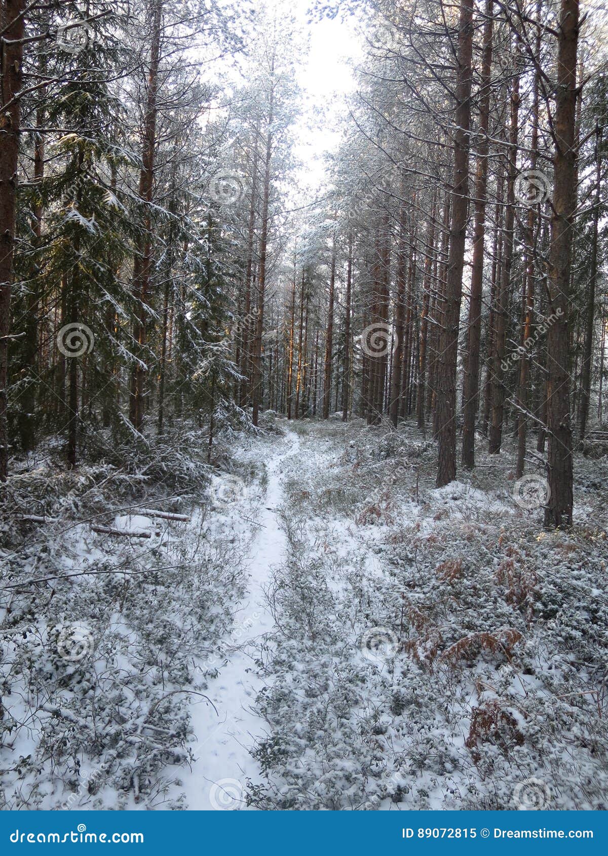 Path in snowy forest 2 stock image. Image of hope, nature - 89072815