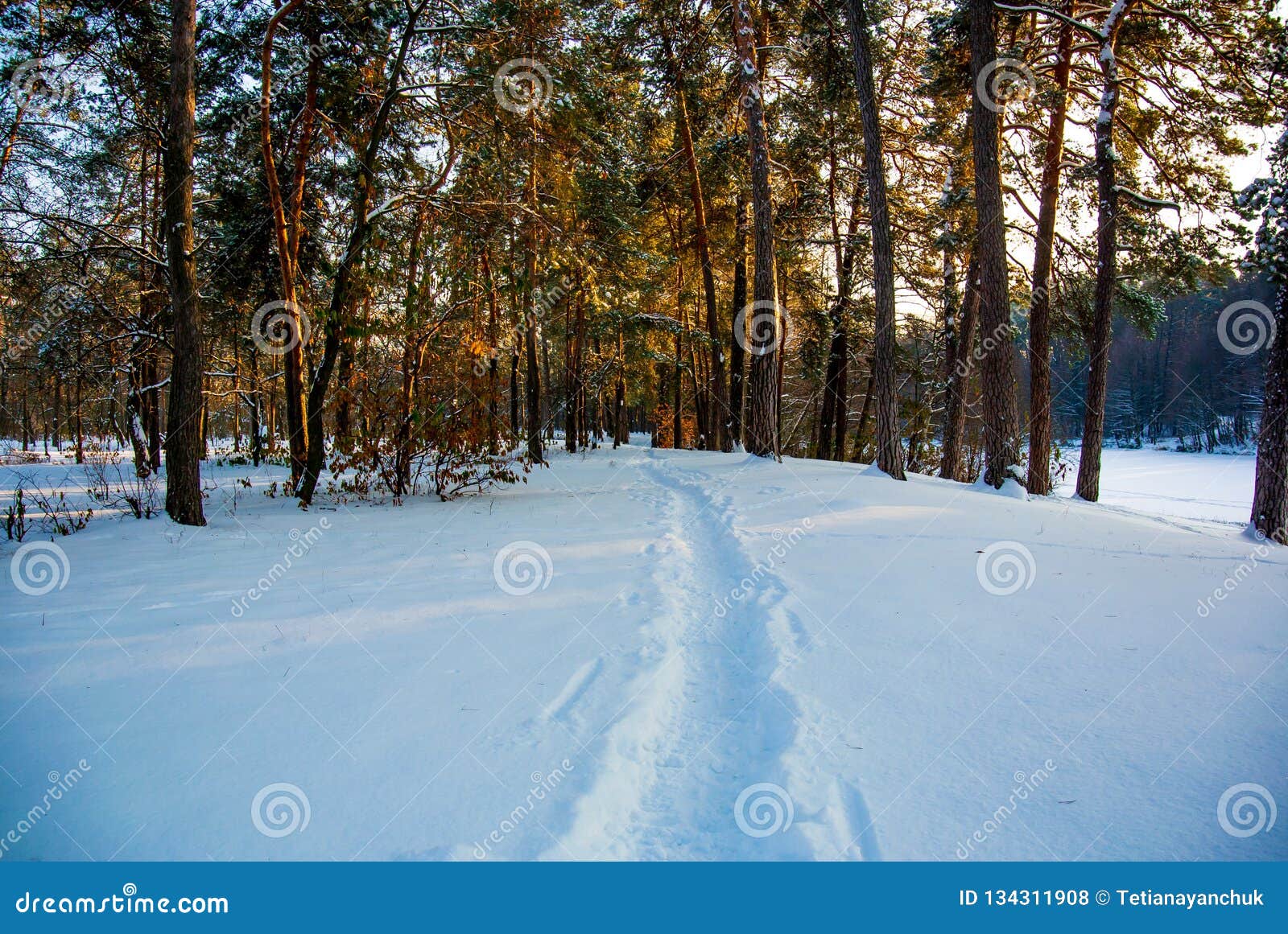 The Path in the Snowy Forest Stock Photo - Image of footpath, plant ...
