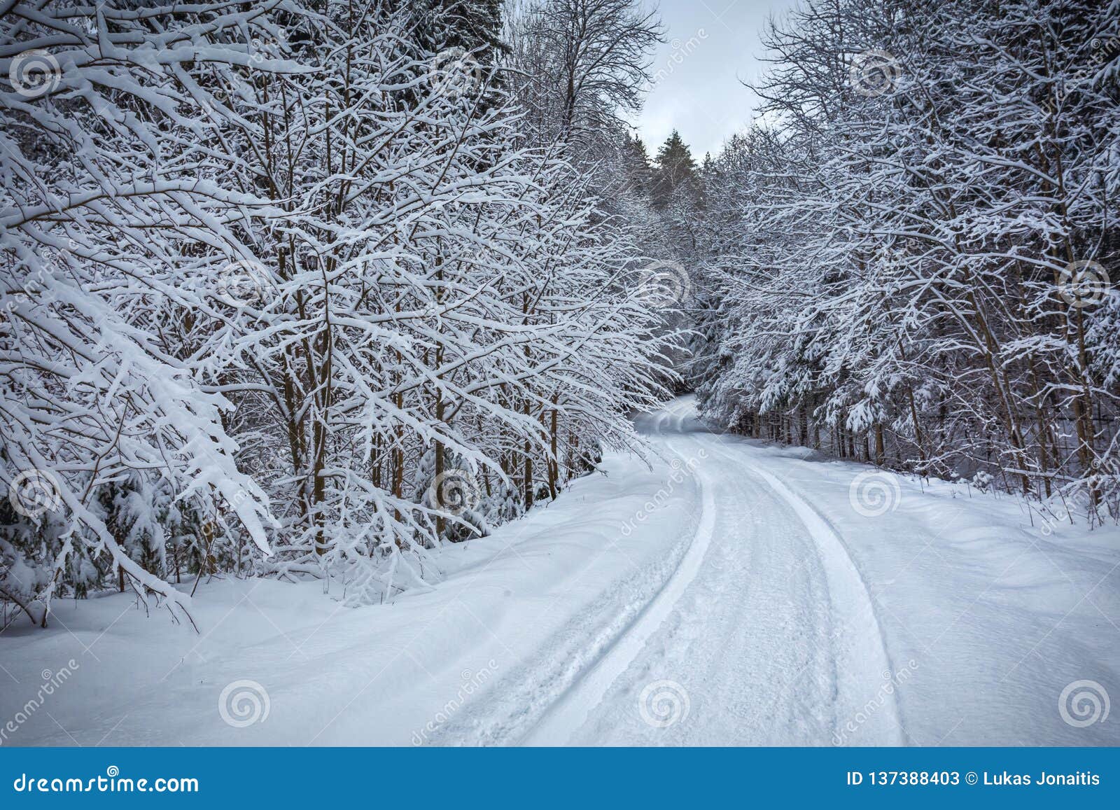 Path through Snowy Forest after Snow Storm Stock Image - Image of ...