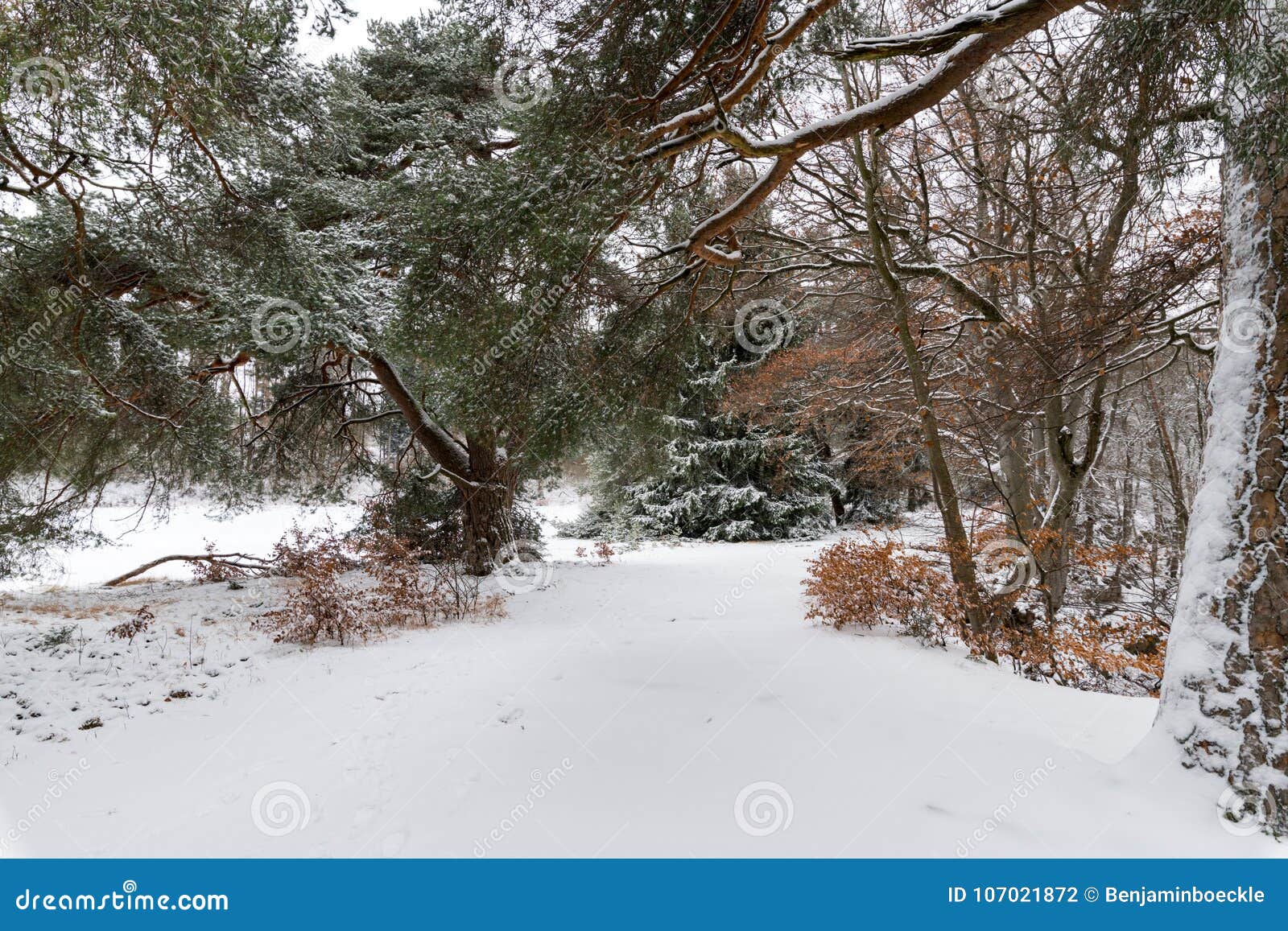 Path through a Snowy Forrest in Winter Stock Photo - Image of mystic ...