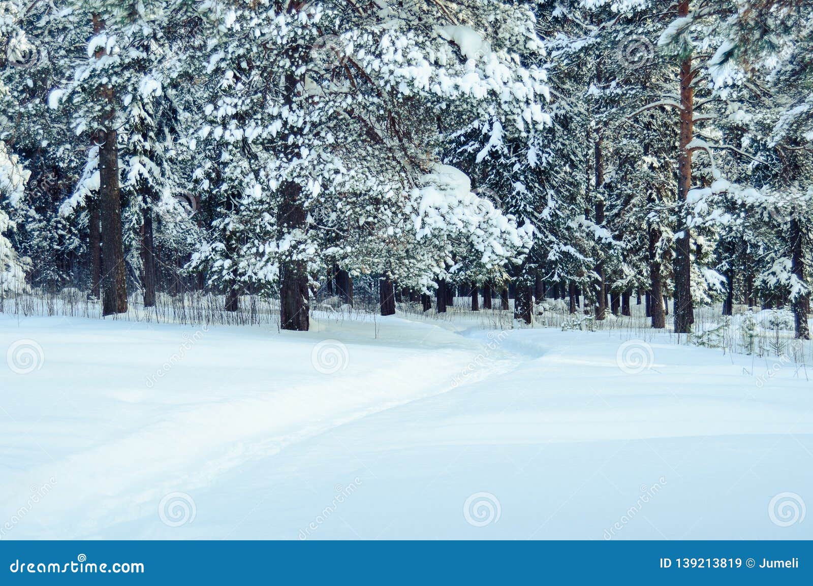 Path in the Snowy Pine Forest Stock Image - Image of magic, branch ...