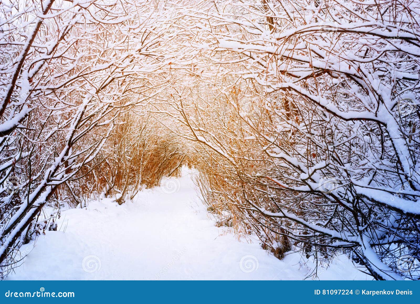 Path in the Snowy Winter Forest Stock Photo - Image of covered, snow ...