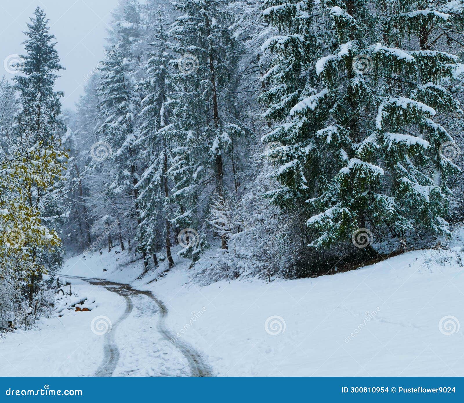 Path through Snowy Winter Landscape Stock Photo - Image of ...