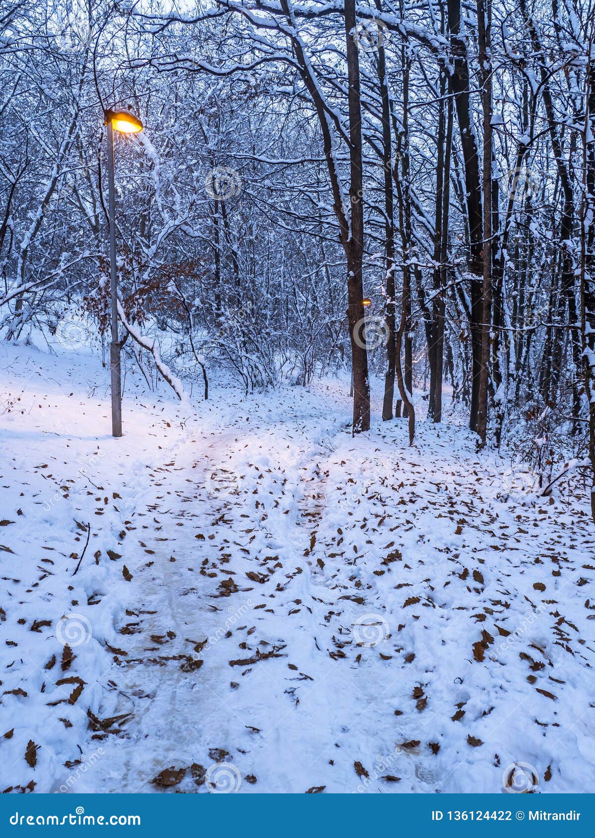 Path through the Snowy Woods Stock Photo - Image of forest, branch ...