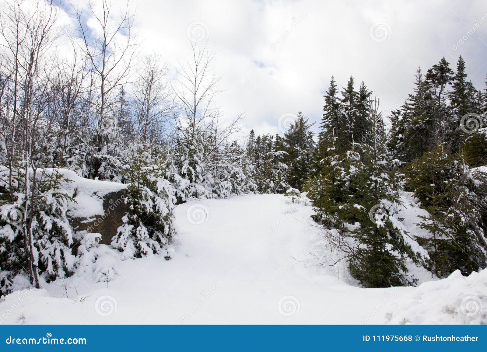 Path into snowy woods stock photo. Image of north, march - 111975668