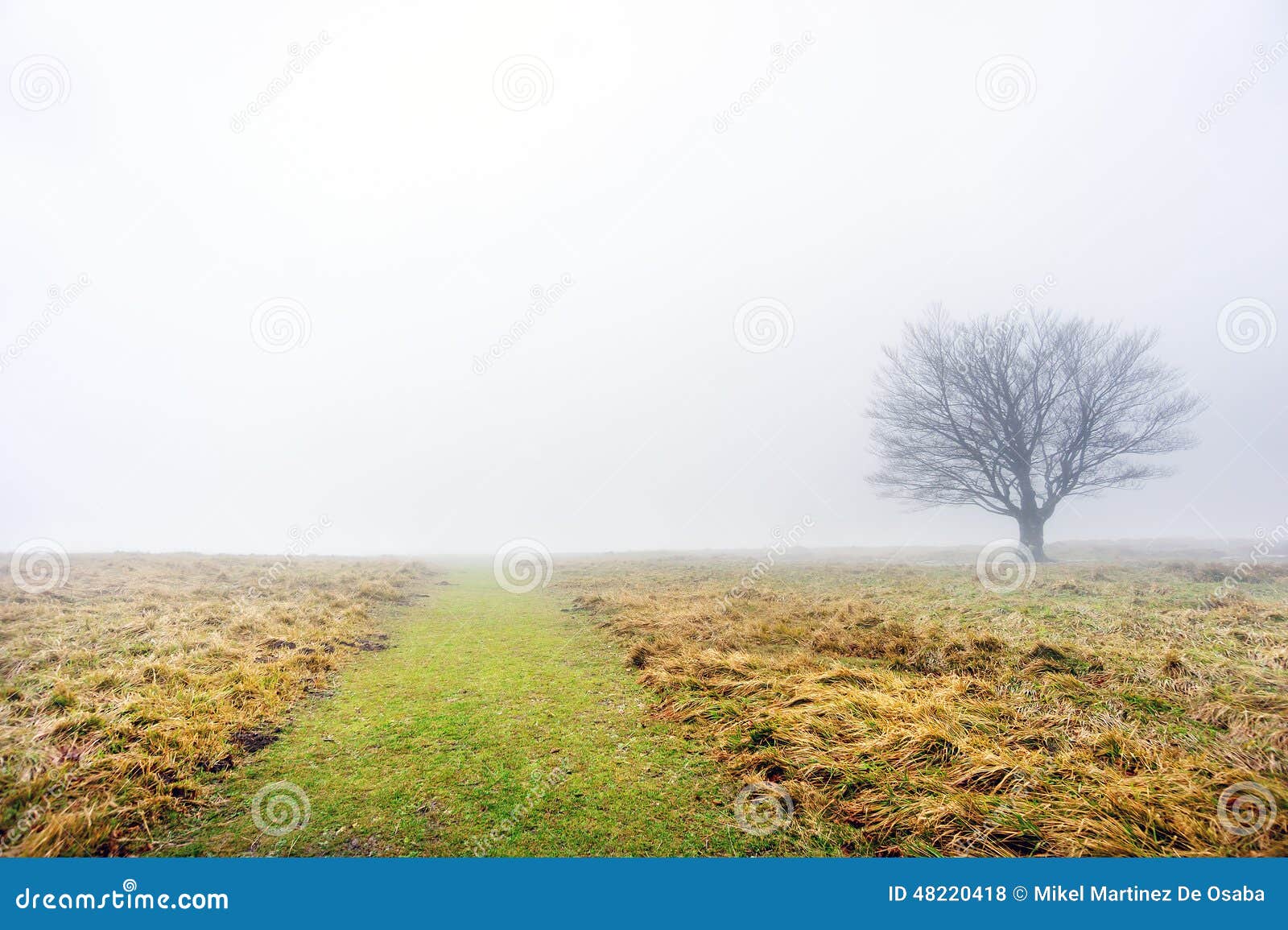 Path with solitary tree stock photo. Image of morning - 48220418