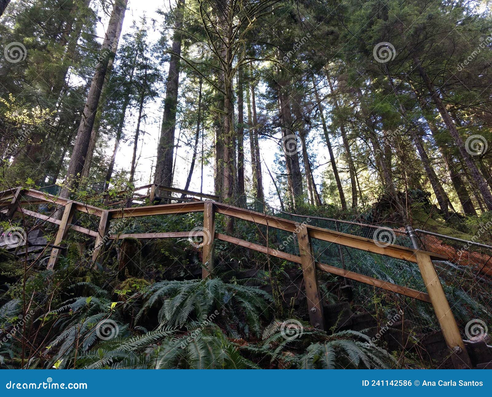A Path in the Forest - Canada Stock Photo - Image of path, located ...