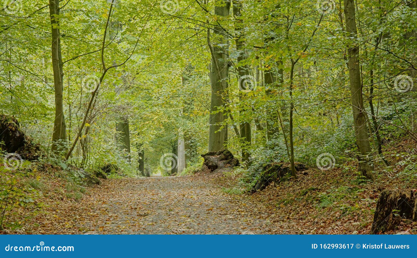 Path through Sonian Forest in Brussels, Belgium Editorial Photography ... Path through Sonian Forest in Brussels, Belgium Editorial Photography ...