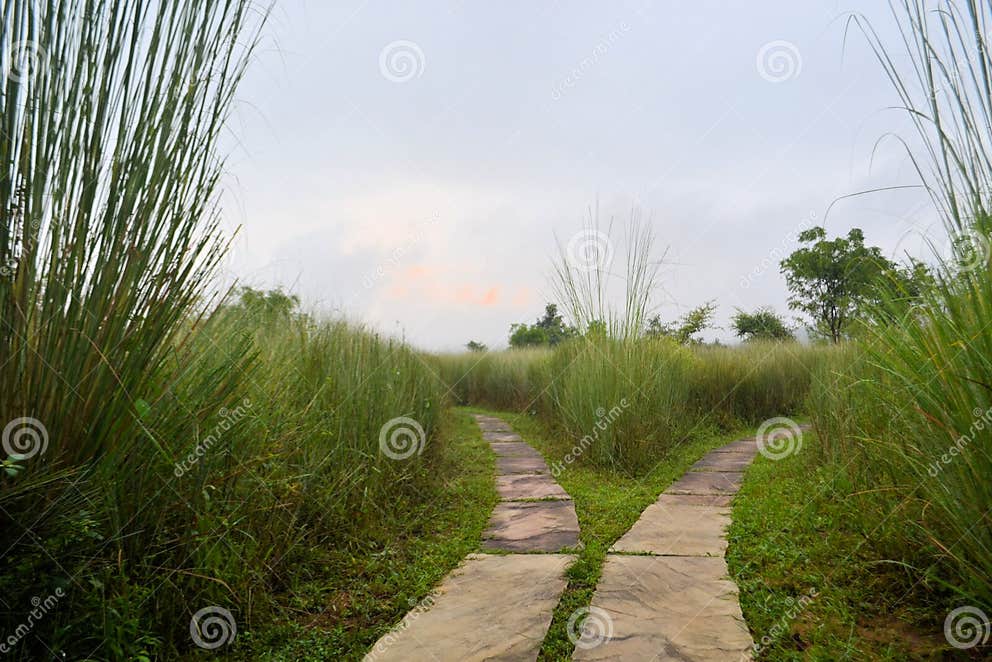 Path Splits Two Directions, Fork in the Road Stock Image - Image of ...