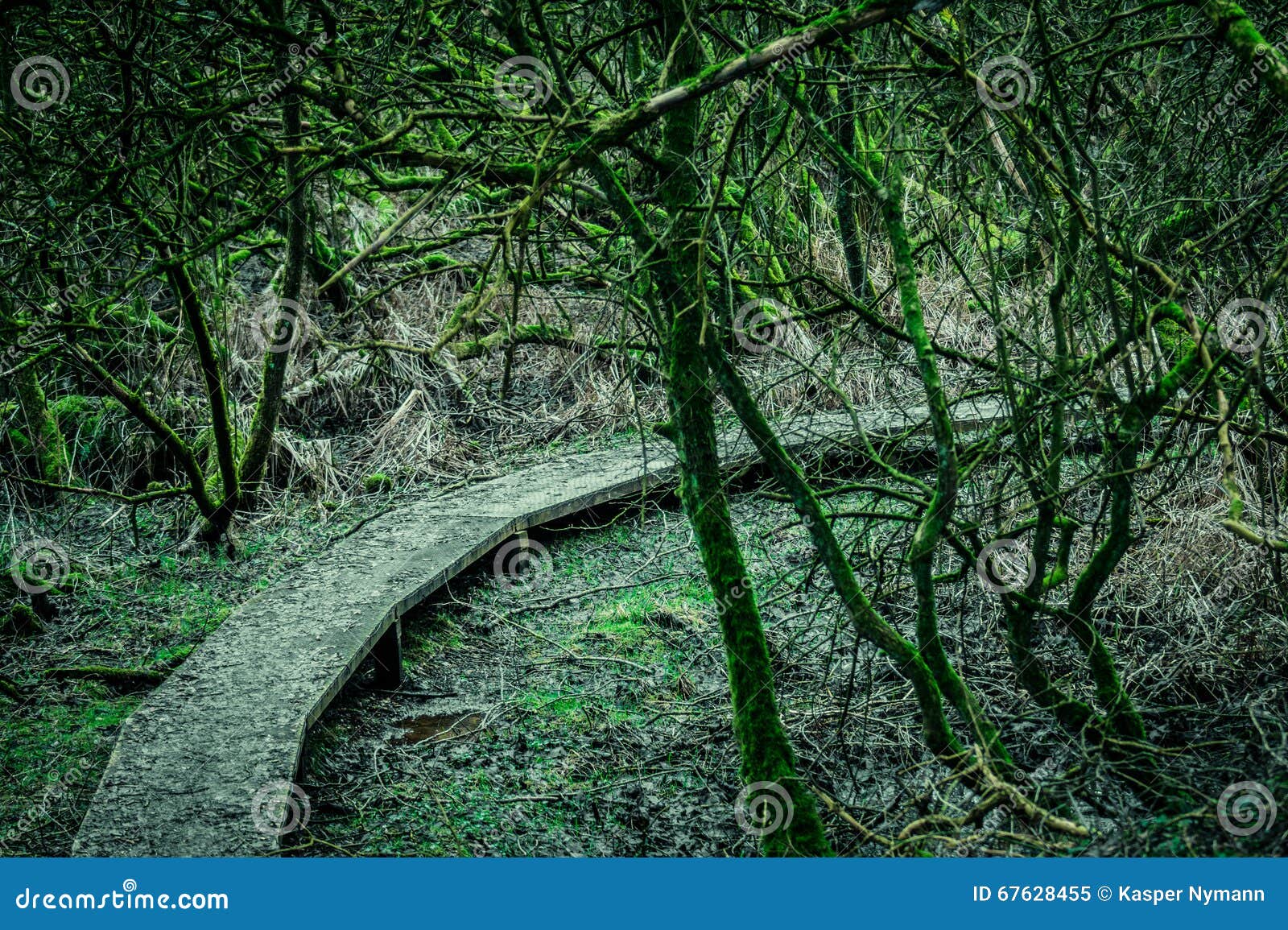 Path in a spooky forest stock image. Image of dark, branch - 67628455