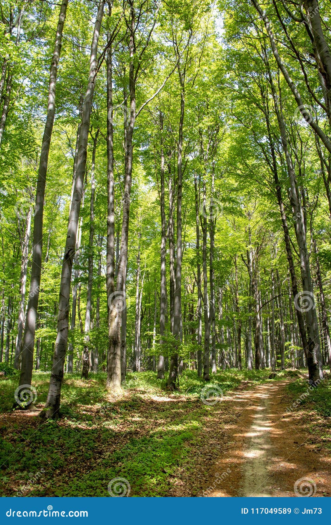 Path through Spring Beech Forest with Deep Green Leaves Stock Image ...