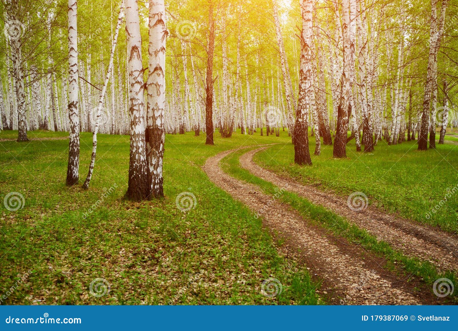 A Path in the Spring Birch Forest . Typical Russian Landscape Stock ...