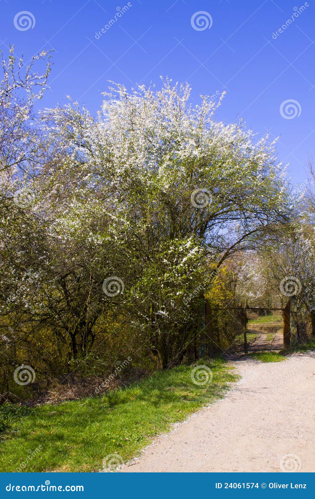 Path in spring countryside stock photo. Image of blooming - 24061574