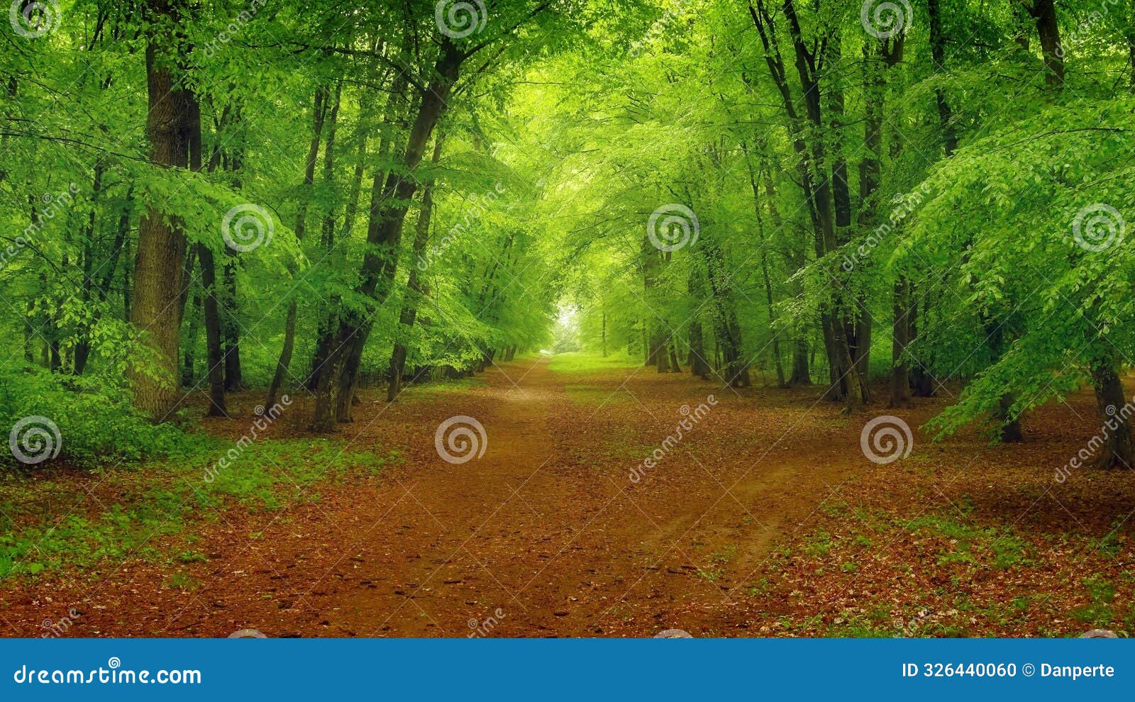 Path in the spring forest stock photo. Image of trees - 326440060