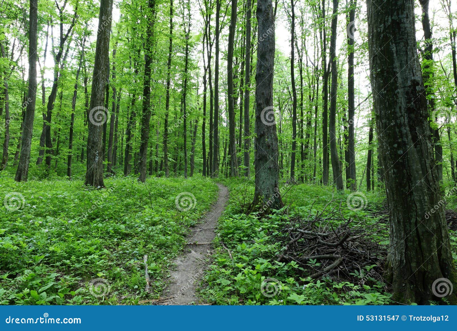 Path in spring forest. stock image. Image of spring, scenery - 53131547
