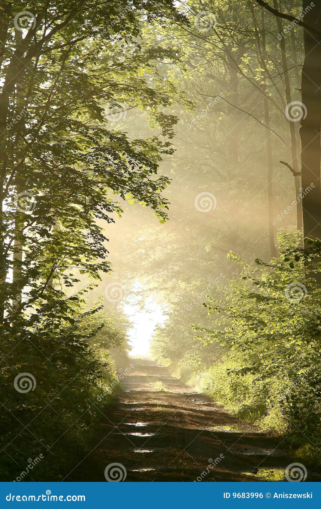 Path through Spring Forest with Morning Sun Rays Stock Photo - Image of ...