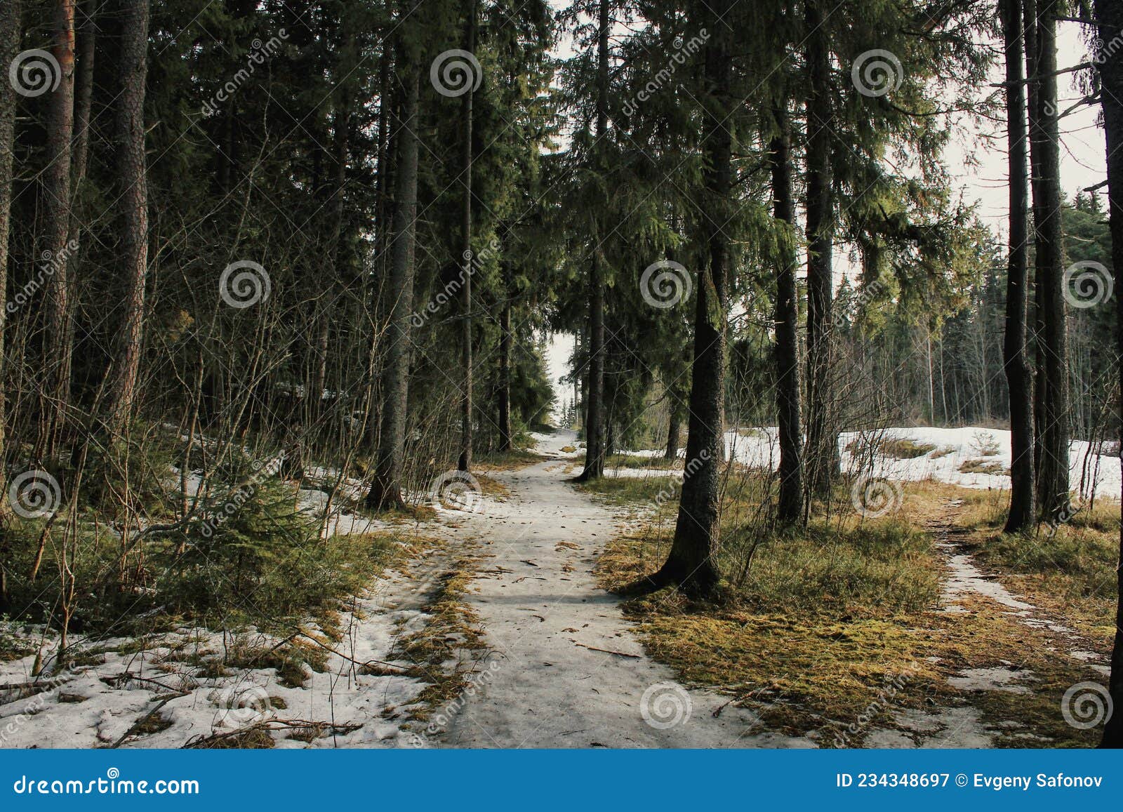 March forest landscape stock image. Image of sunlight - 234348697
