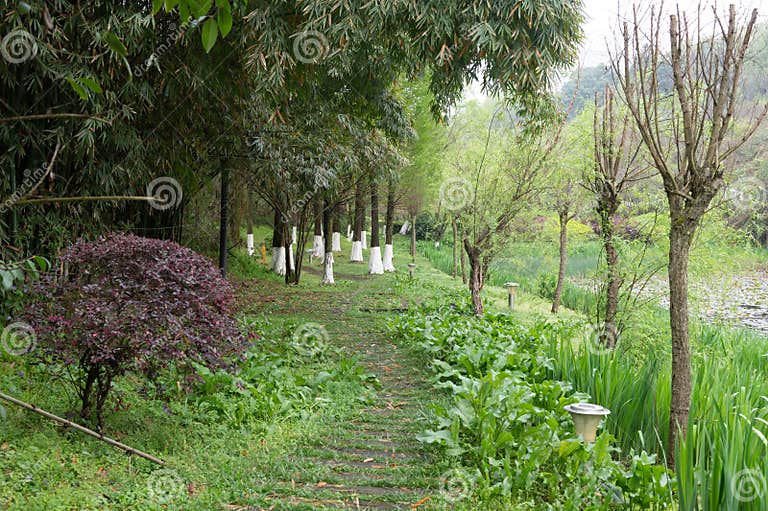 The Path in the Spring Park. after Rain. Stock Photo - Image of ...