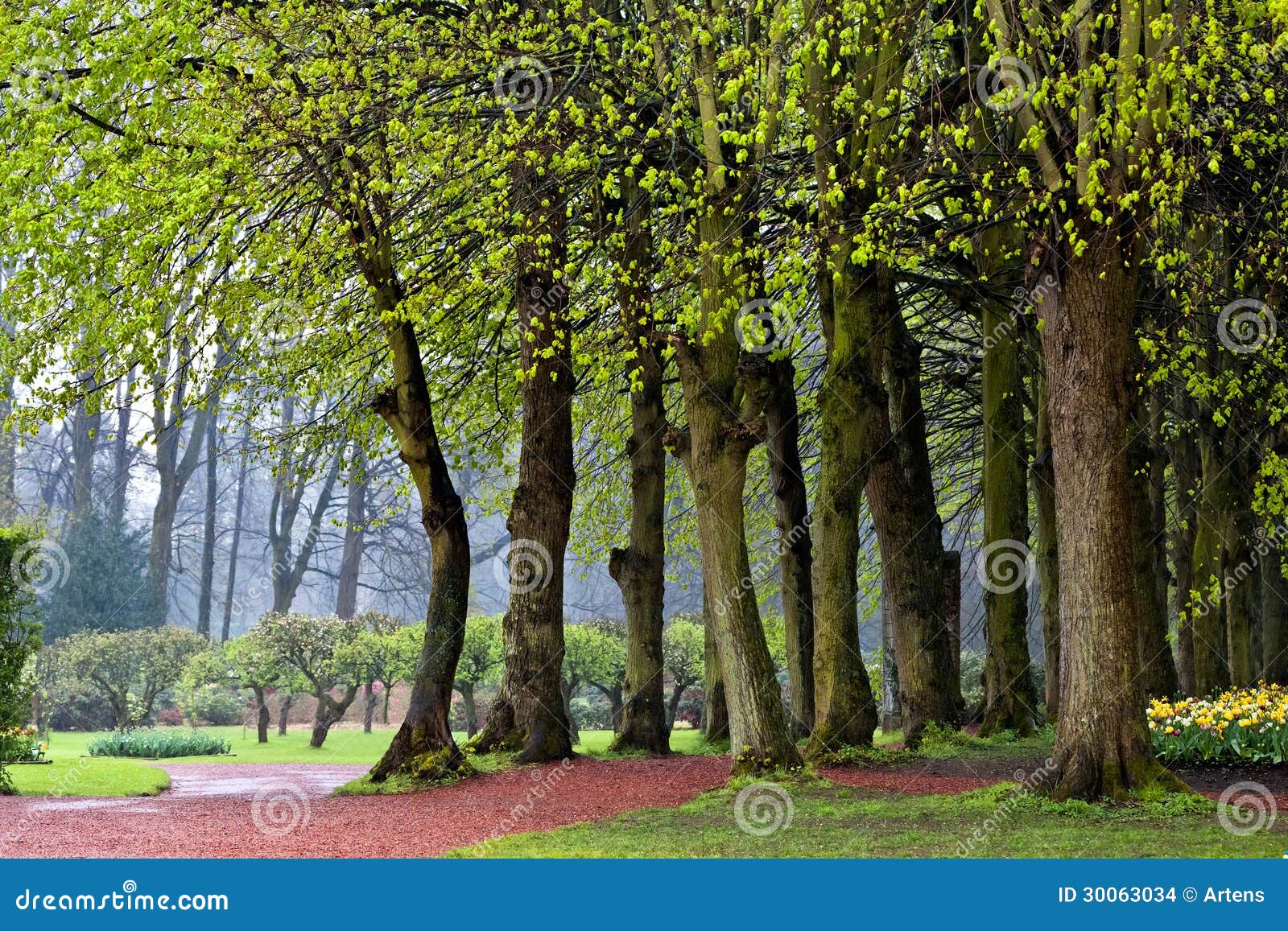 Path Through The Spring Forest On A Sunny Misty Morning Trail Deciduous ...