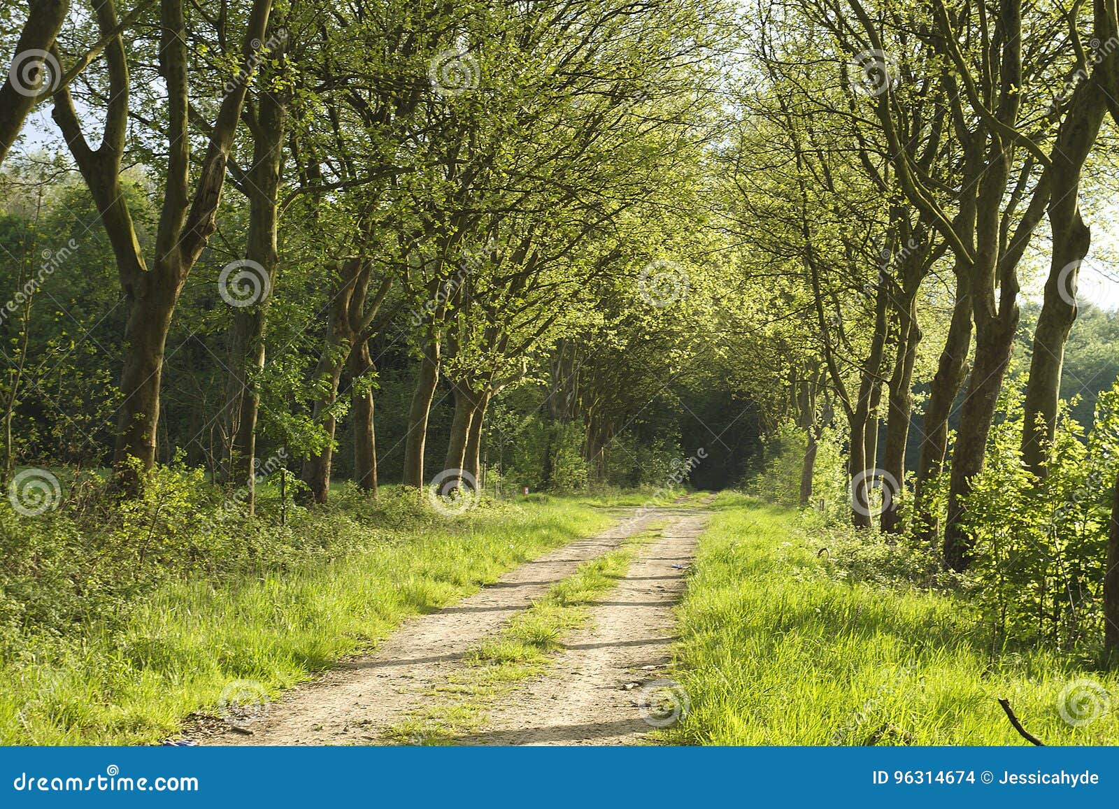 Path in spring with trees stock photo. Image of fresh - 96314674