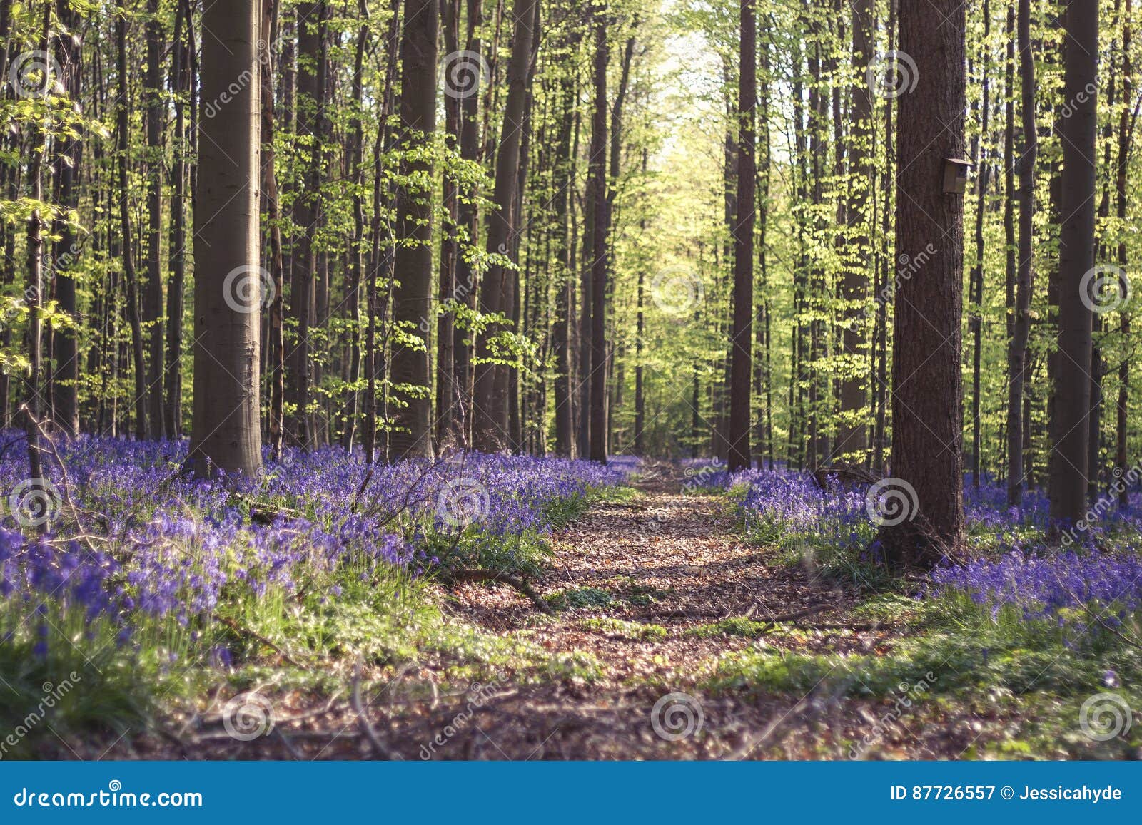Path in a Springtime Forest Stock Image - Image of path, parks: 87726557