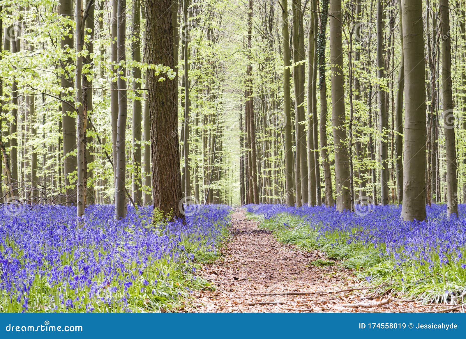 Path in Springtime Woodland with Bluebells Stock Image - Image of fagus ...