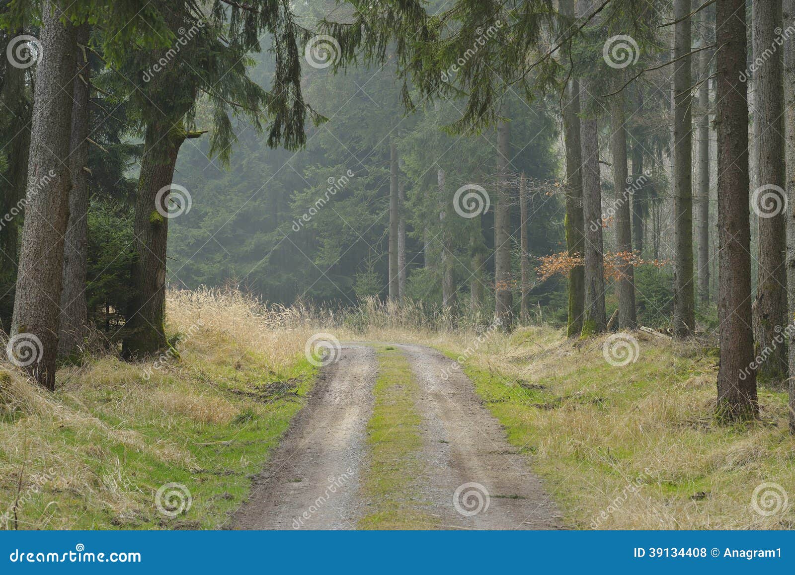 Path through Spruce Forest stock photo. Image of street - 39134408