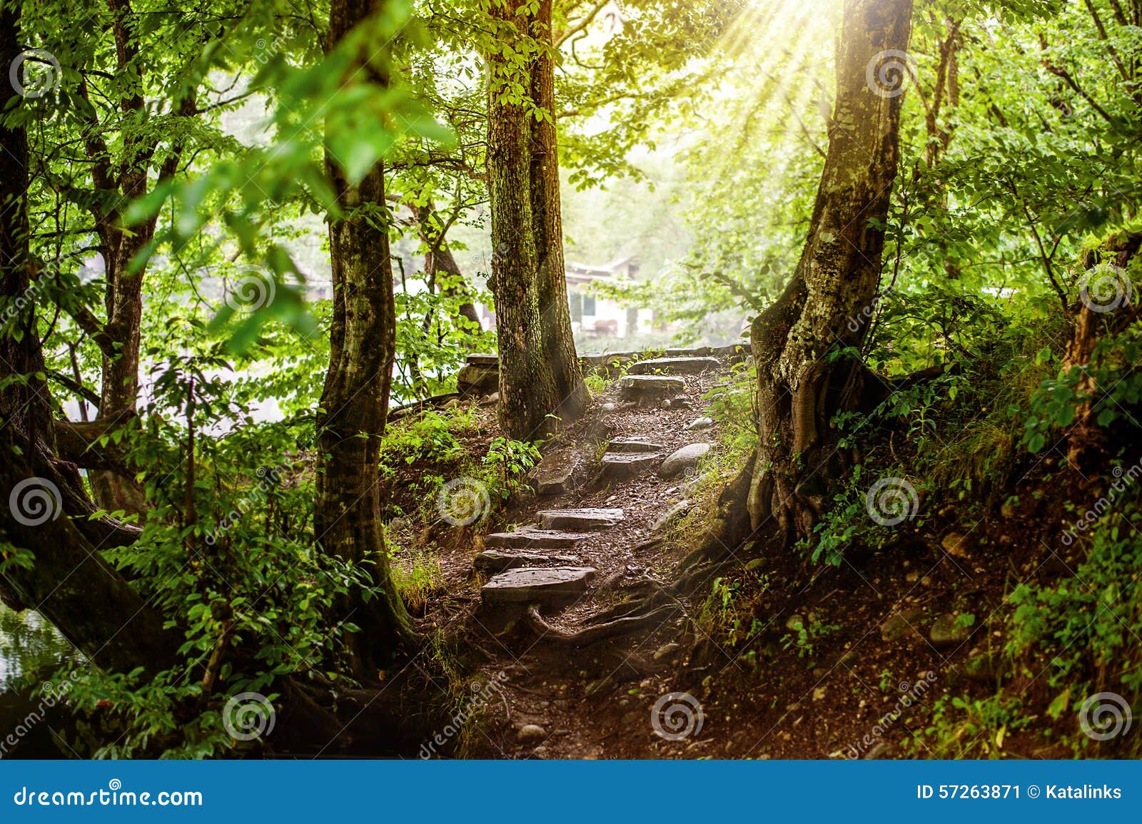 Path and Steps in the Beautiful Magic Forest Stock Image - Image of ...
