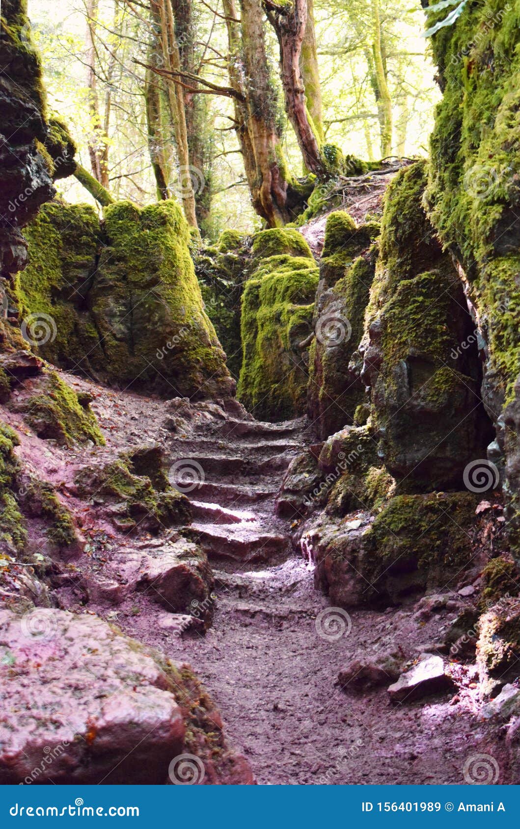 Path and Steps in a Green Forest Stock Image - Image of woods, rocks ...