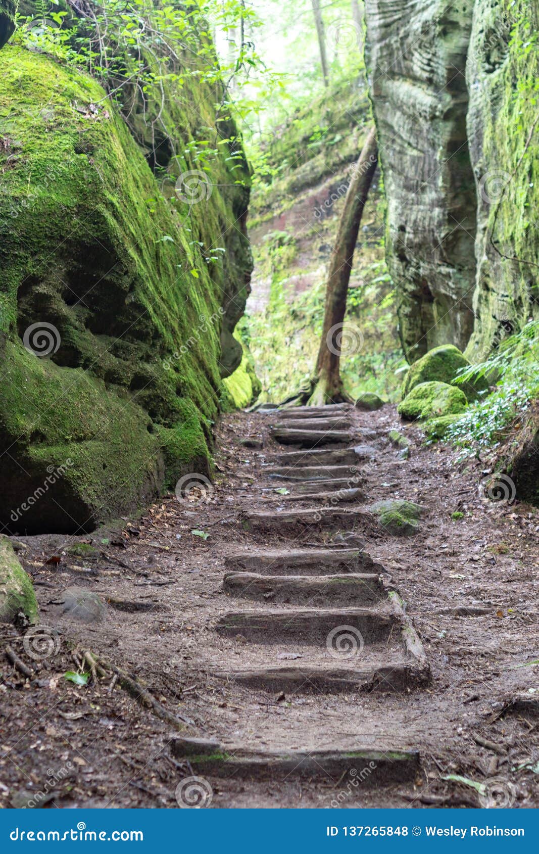 Path Steps stock photo. Image of lake, river, canyon - 137265848