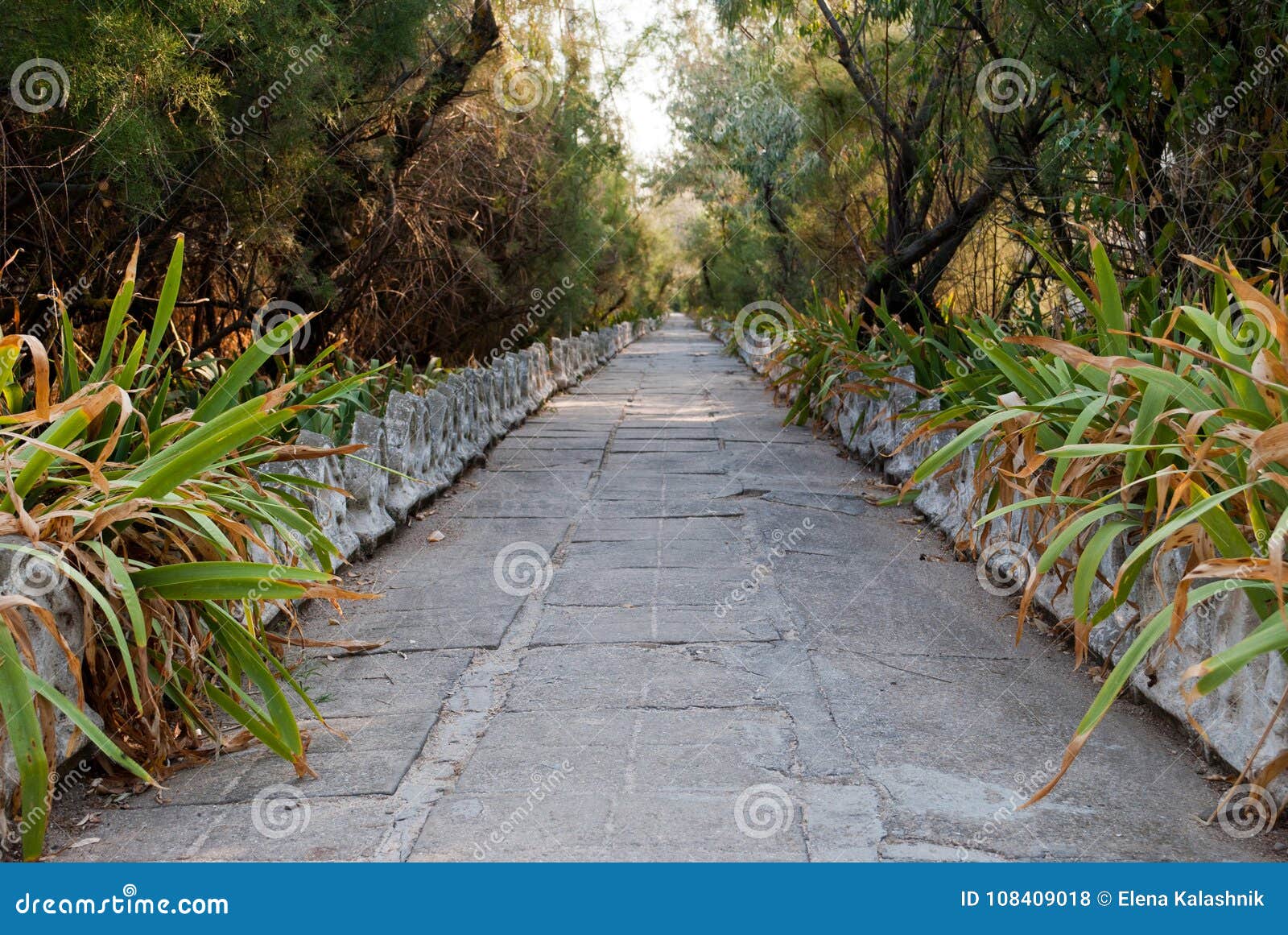 A Path of Stone Slabs among Bushes and Trees Stock Photo - Image of ...