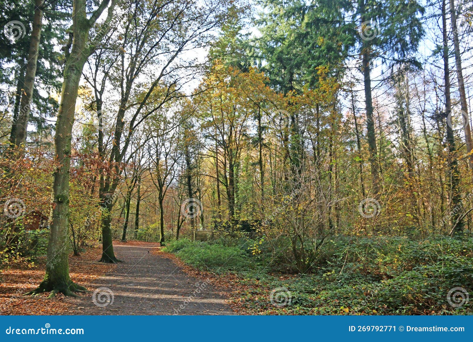 Stover Country Park, Devon, in Autumn Stock Image - Image of colorful ...