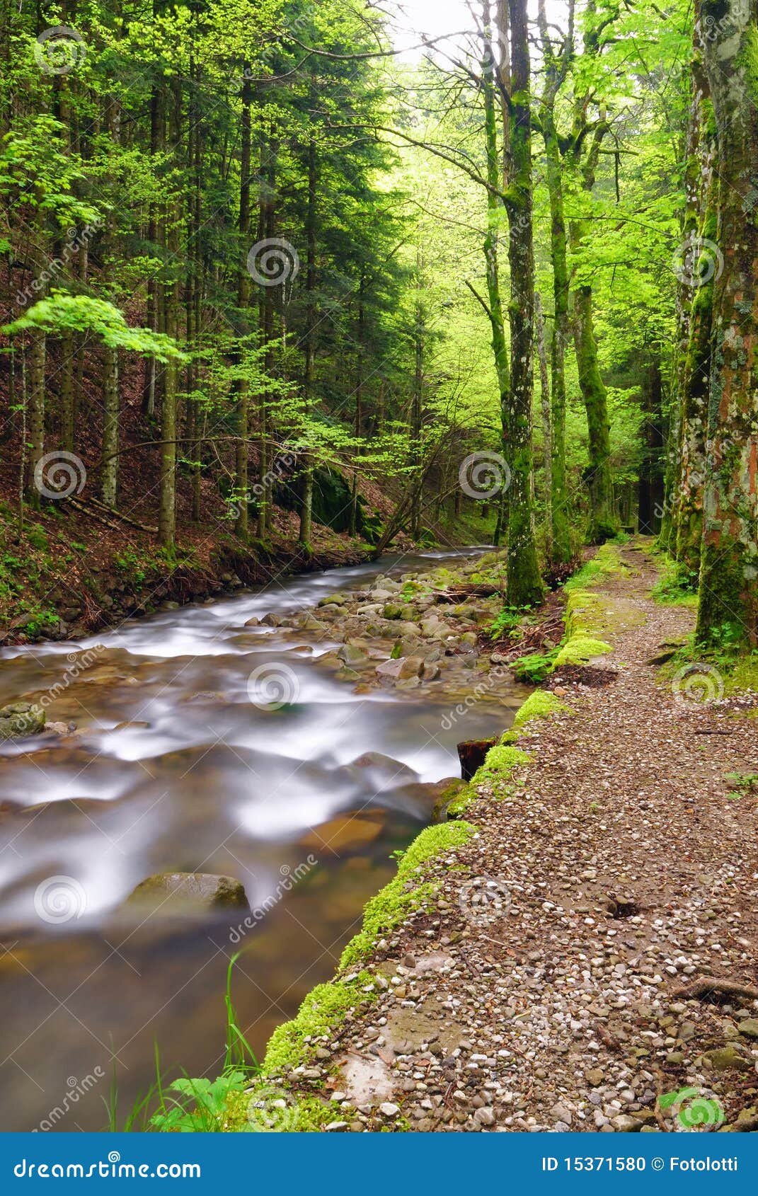 Path and stream stock photo. Image of forest, nature - 15371580