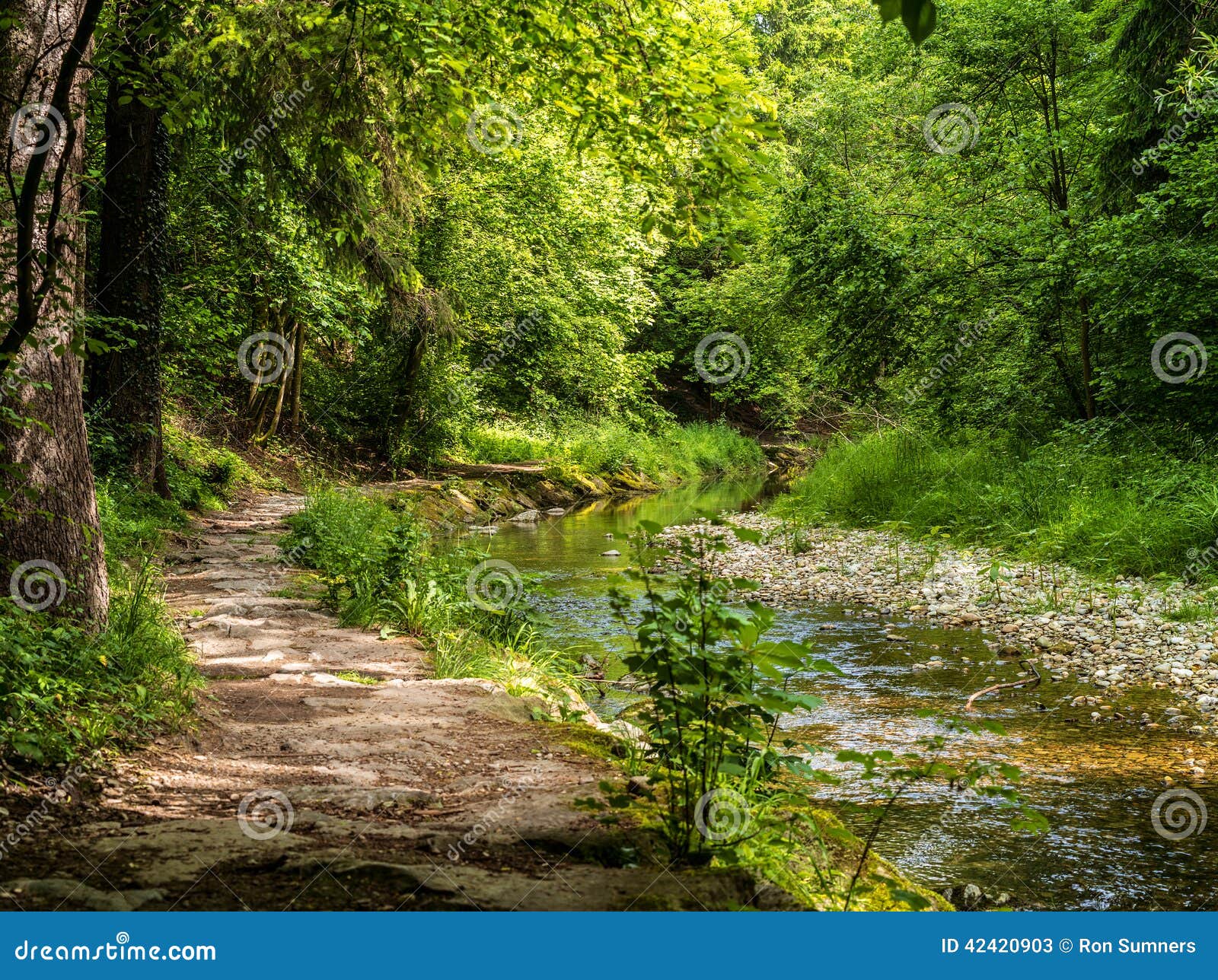 Path and Stream in the Forest Stock Image - Image of tree, water: 42420903