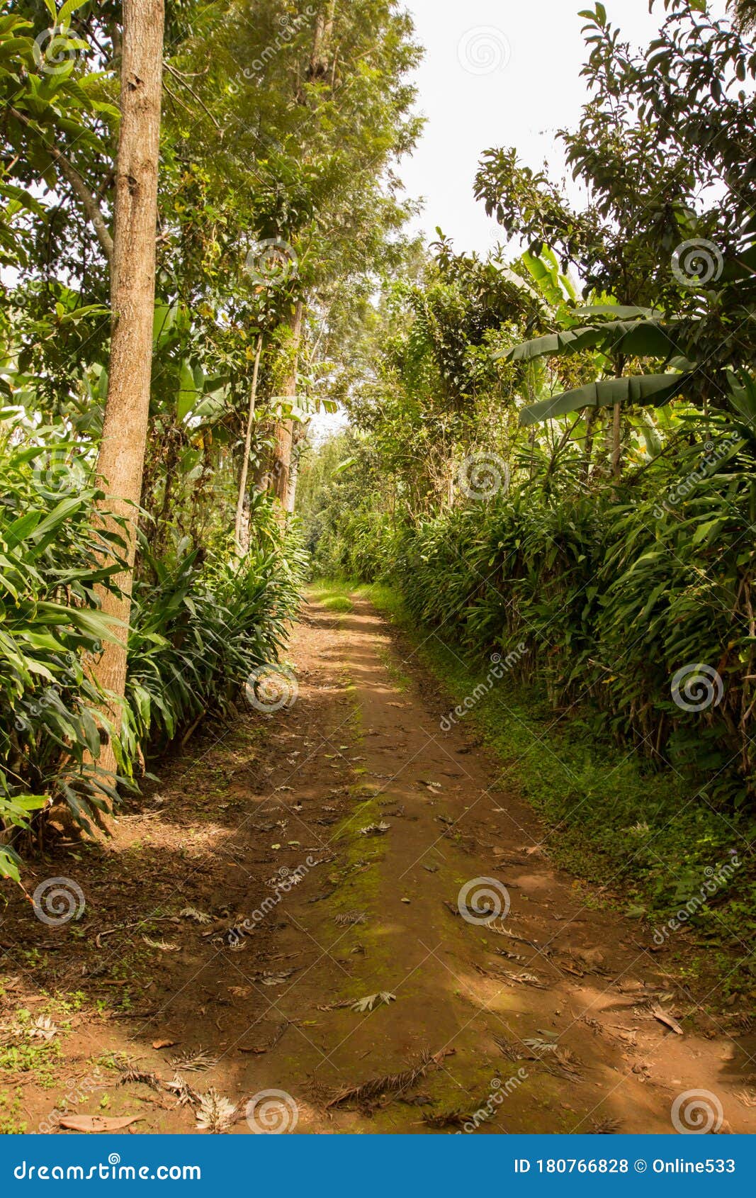 Path or Street in an African Village Stock Photo - Image of flora ...