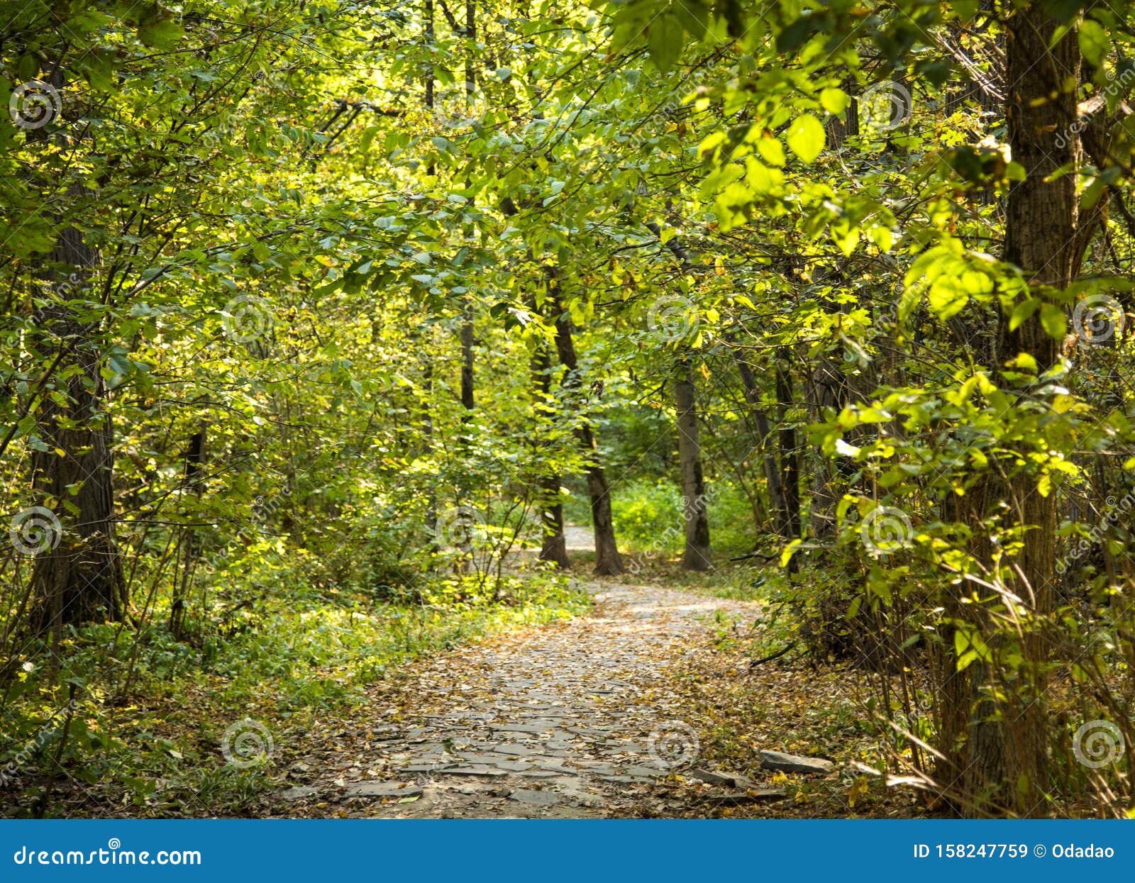 The Path, Strewn with Autumn Leaves, in the Park Stock Image - Image of ... The Path, Strewn with Autumn Leaves, in the Park Stock Image - Image of ...
