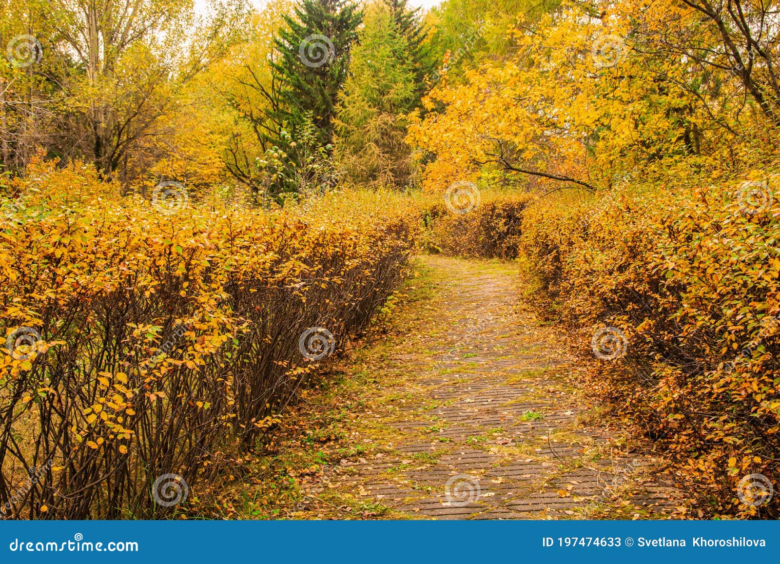 A Path Strewn with Autumn Leaves Runs through the Bushes in a Neglected ... A Path Strewn with Autumn Leaves Runs through the Bushes in a Neglected ...