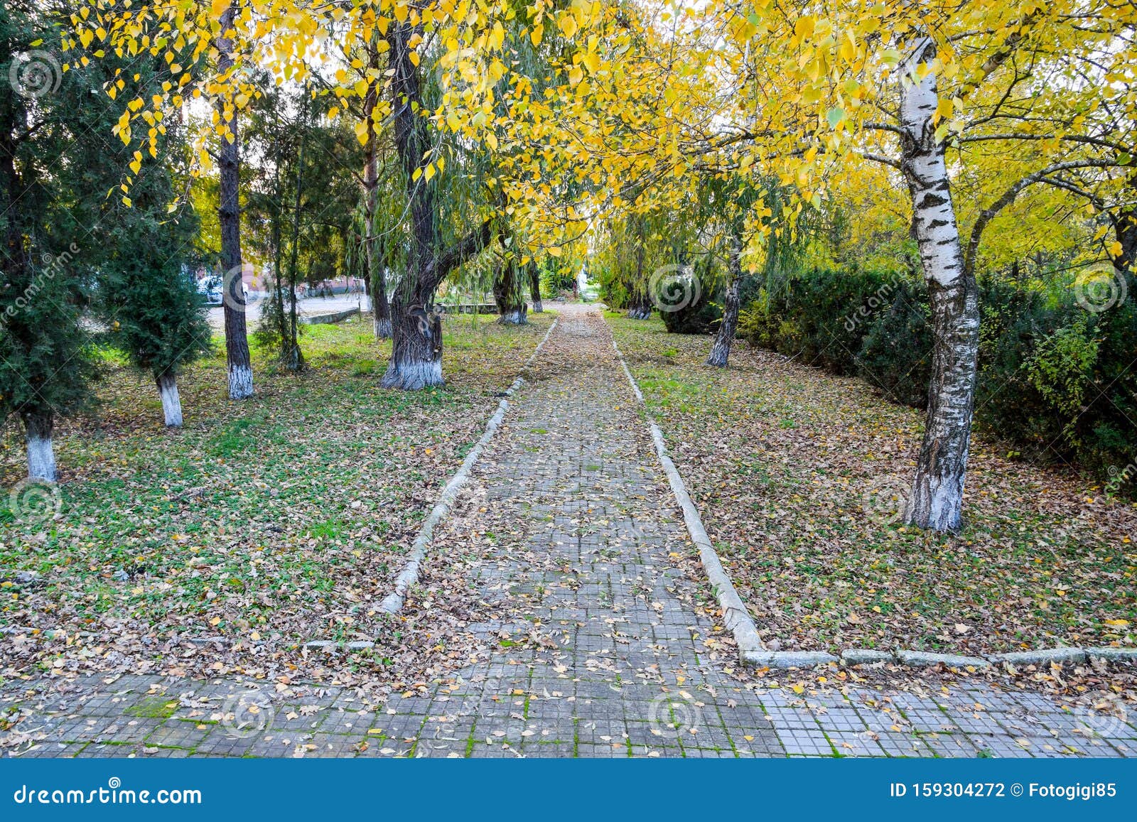 The Path Strewn with Autumn Yellow Leaves of Trees. Autumn Alley Stock ... The Path Strewn with Autumn Yellow Leaves of Trees. Autumn Alley Stock ...